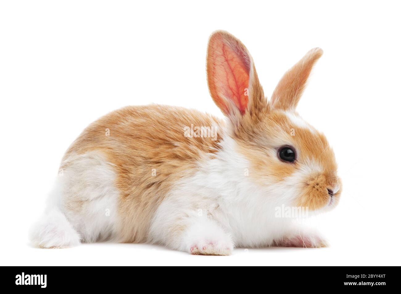 one young baby rabbit isolated Stock Photo - Alamy