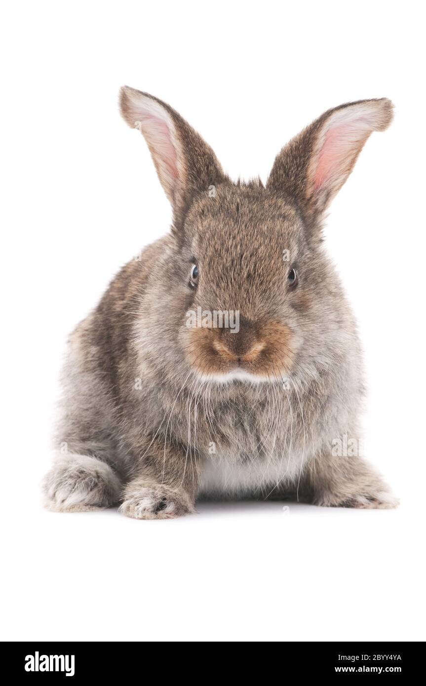 one young bunny rabbit Stock Photo - Alamy