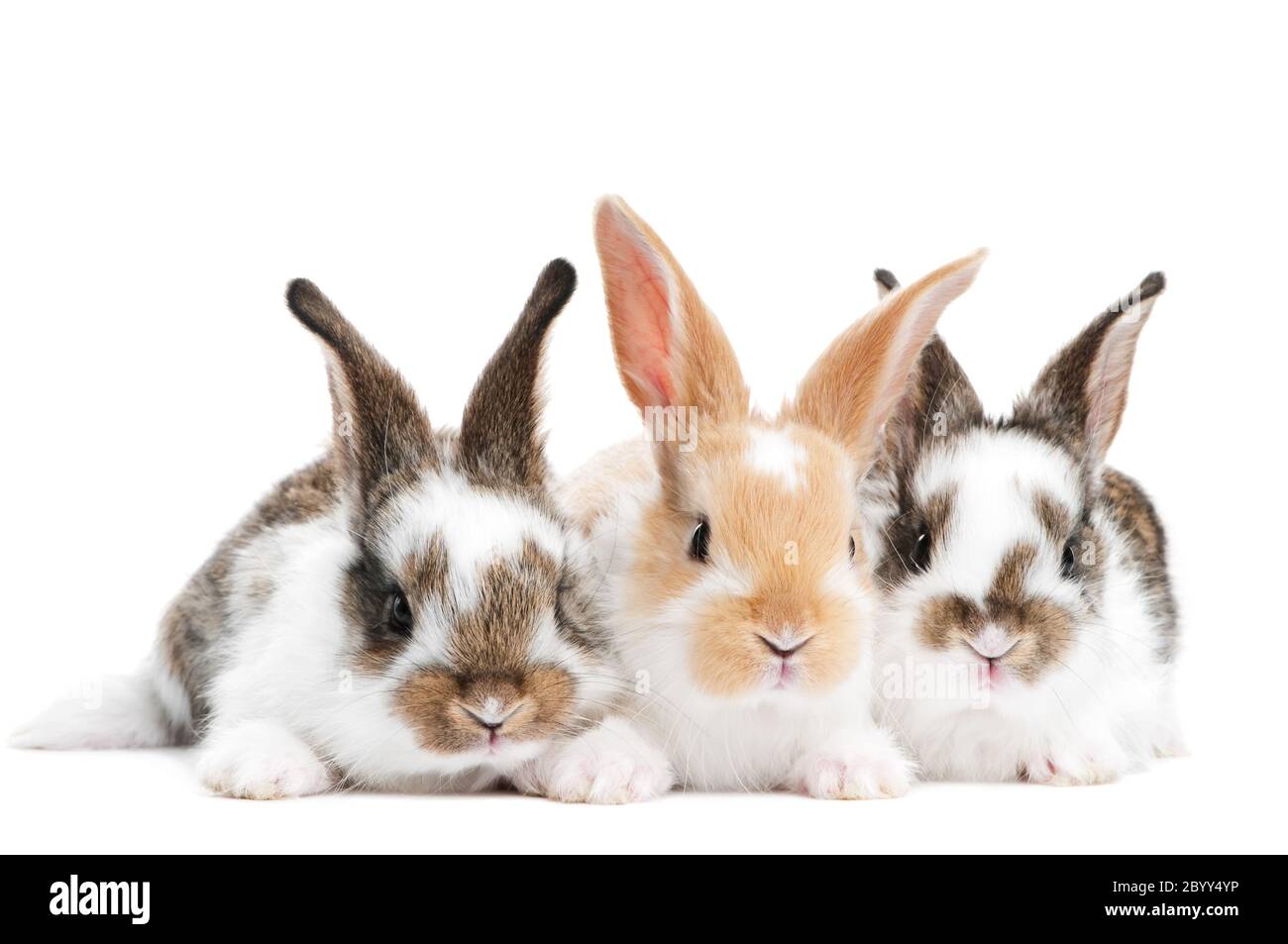 three young baby rabbit isolated Stock Photo - Alamy