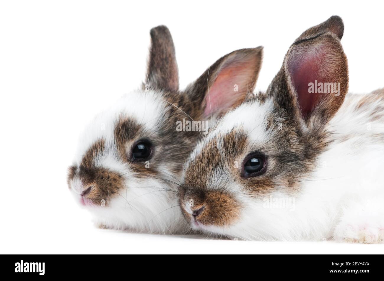 two young baby rabbit isolated Stock Photo - Alamy