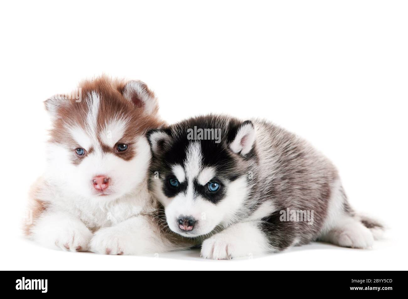 Two Siberian husky puppy isolated Stock Photo - Alamy
