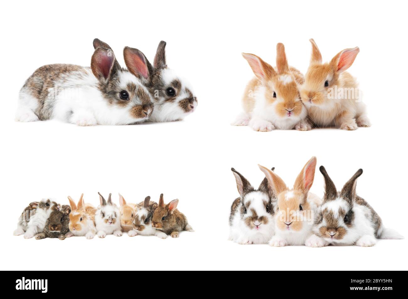 Baby bunny hi-res stock photography and images - Alamy