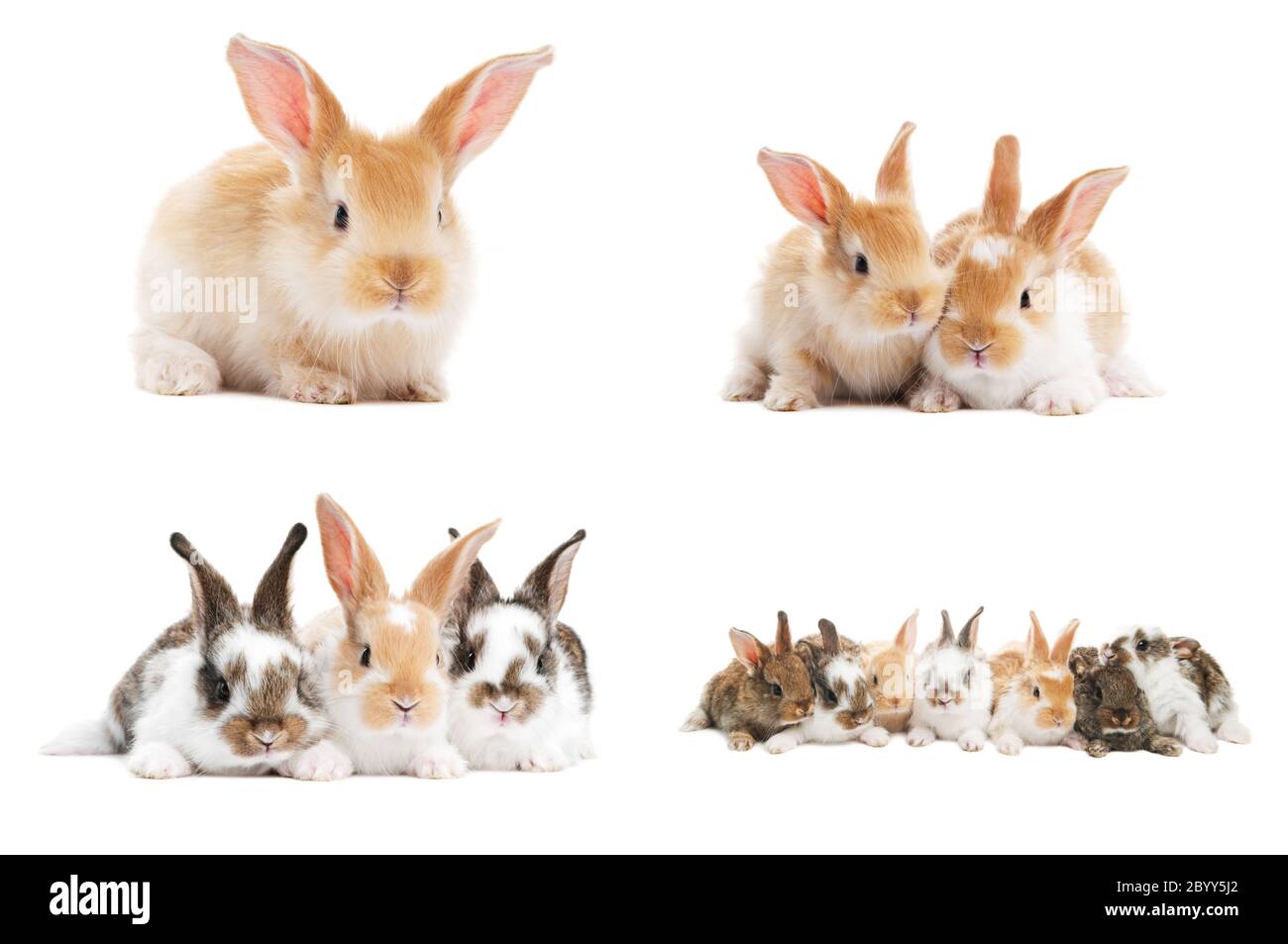 set of baby bunny rabbits Stock Photo - Alamy