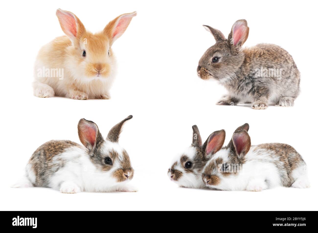 set of baby bunny rabbits Stock Photo - Alamy