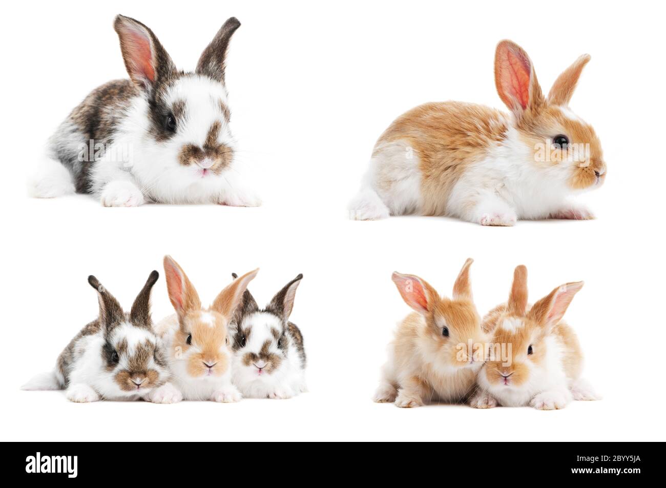 Set of rabbits hi-res stock photography and images - Alamy