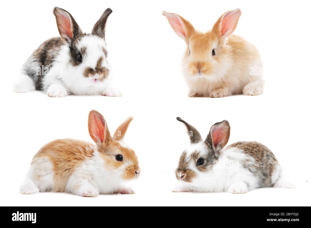 White Newborn Rabbits
