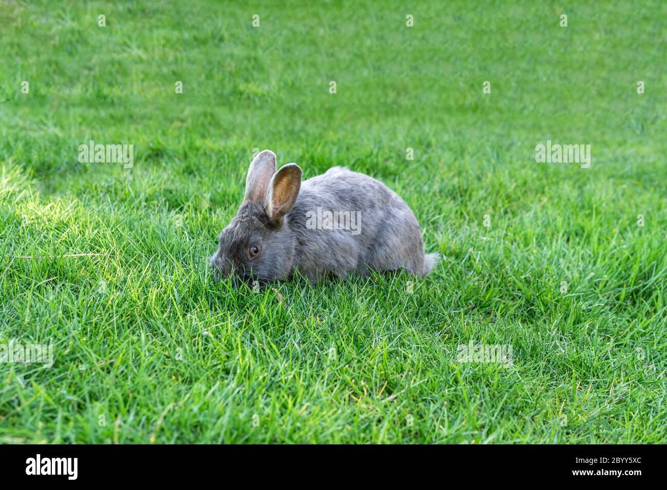 Cute adorable gray fluffy rabbit or bunny plucks green grass on the ...