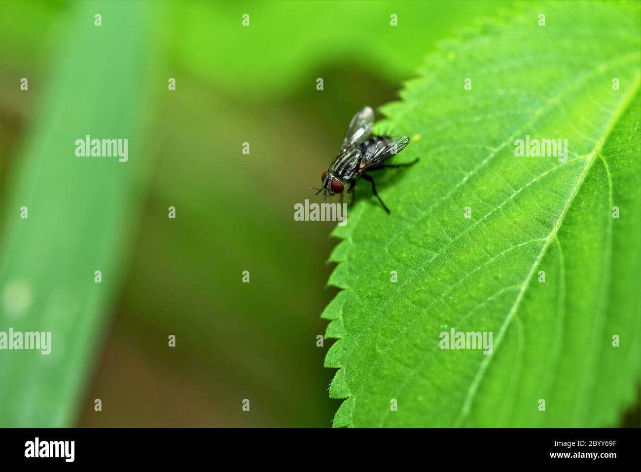 A fly about to take flight Stock Photo - Alamy