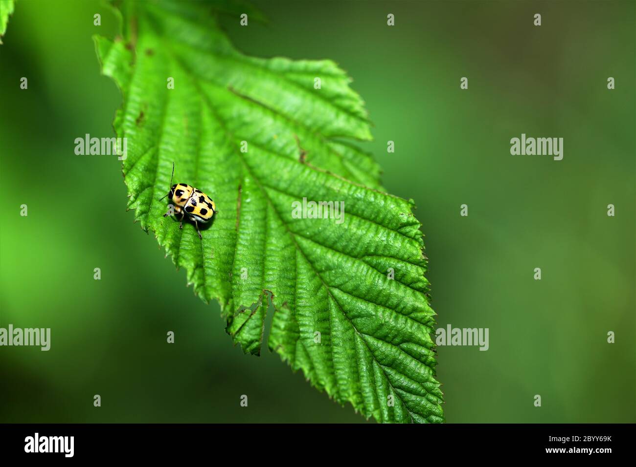 Yellow ladybug with black spots Stock Photo - Alamy