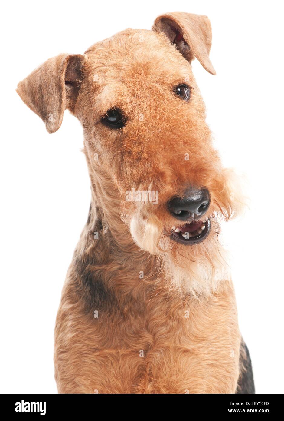 Airedale hi-res stock photography and images - Alamy