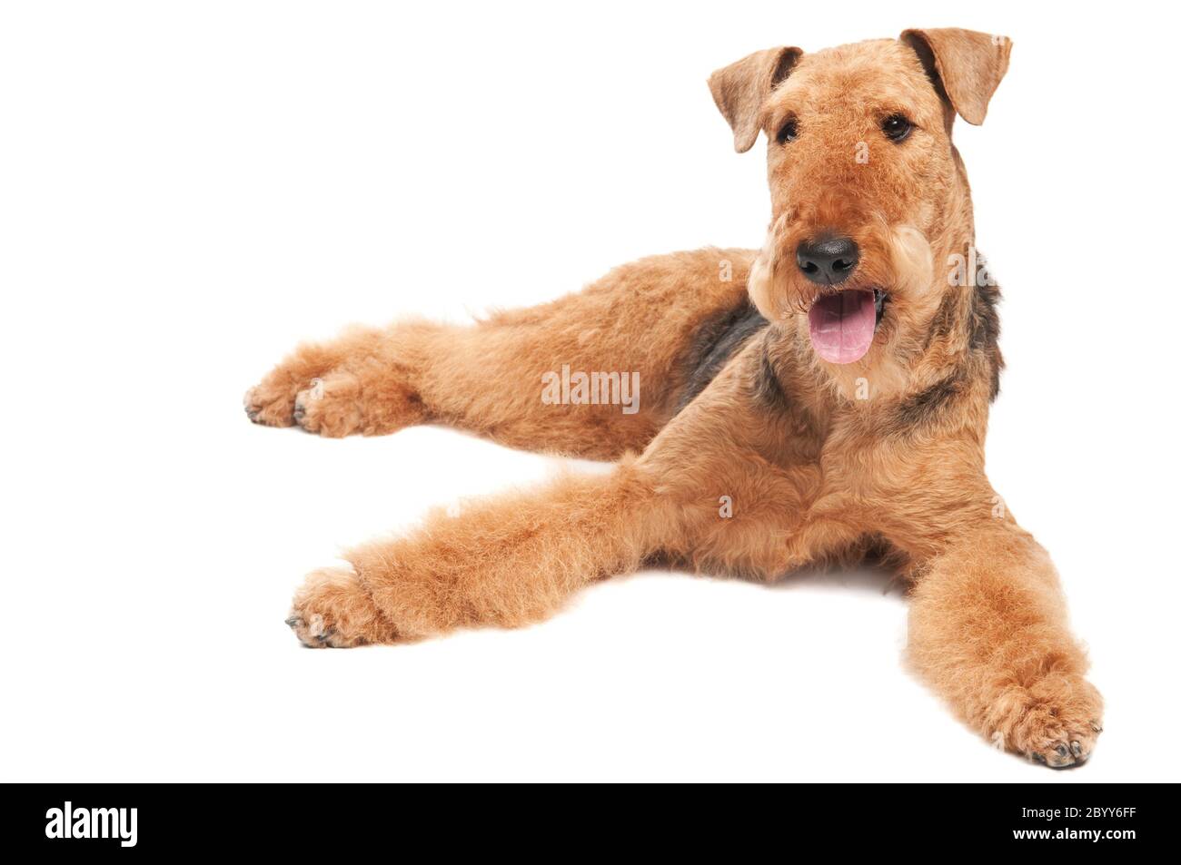 Airedale hi-res stock photography and images - Alamy