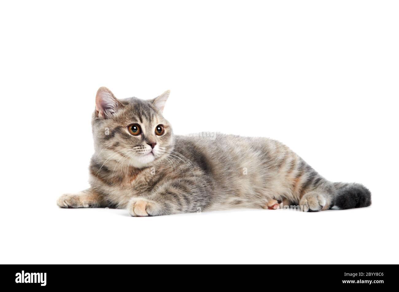 Domestic shorthair cat beautiful yellow Cut Out Stock Images & Pictures ...