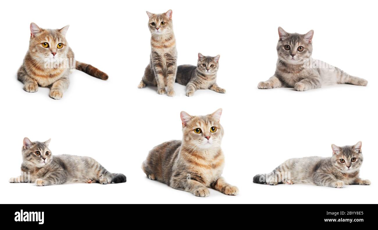 British portrait collection Cut Out Stock Images & Pictures - Alamy