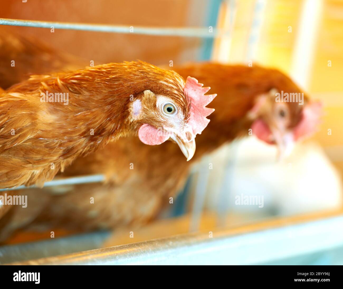 two brown chicken Stock Photo - Alamy