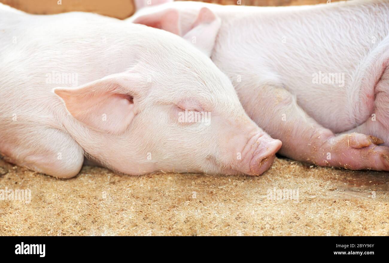 Pig shed hi-res stock photography and images - Alamy