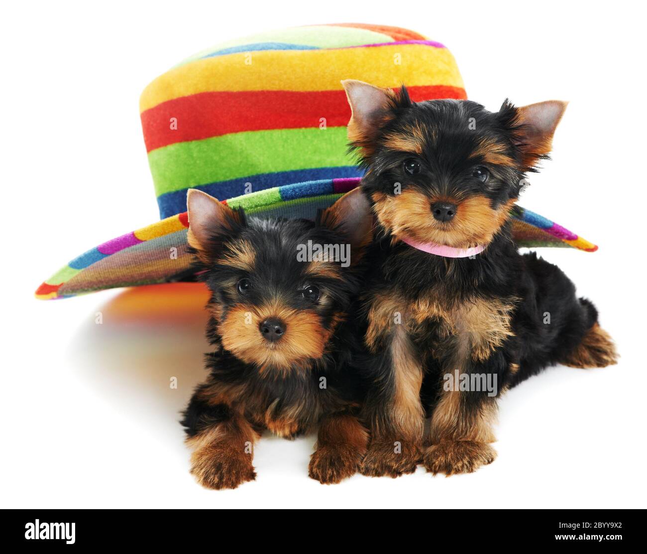 3 month old dog hi-res stock photography and images - Alamy
