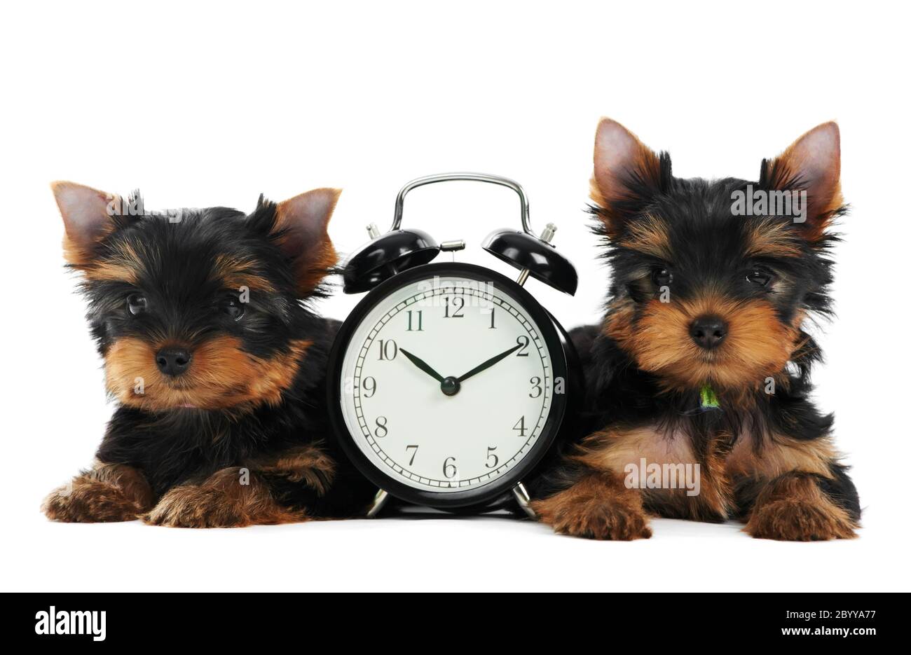 Yorkshire Terrier puppy dog with alarm clock Stock Photo - Alamy