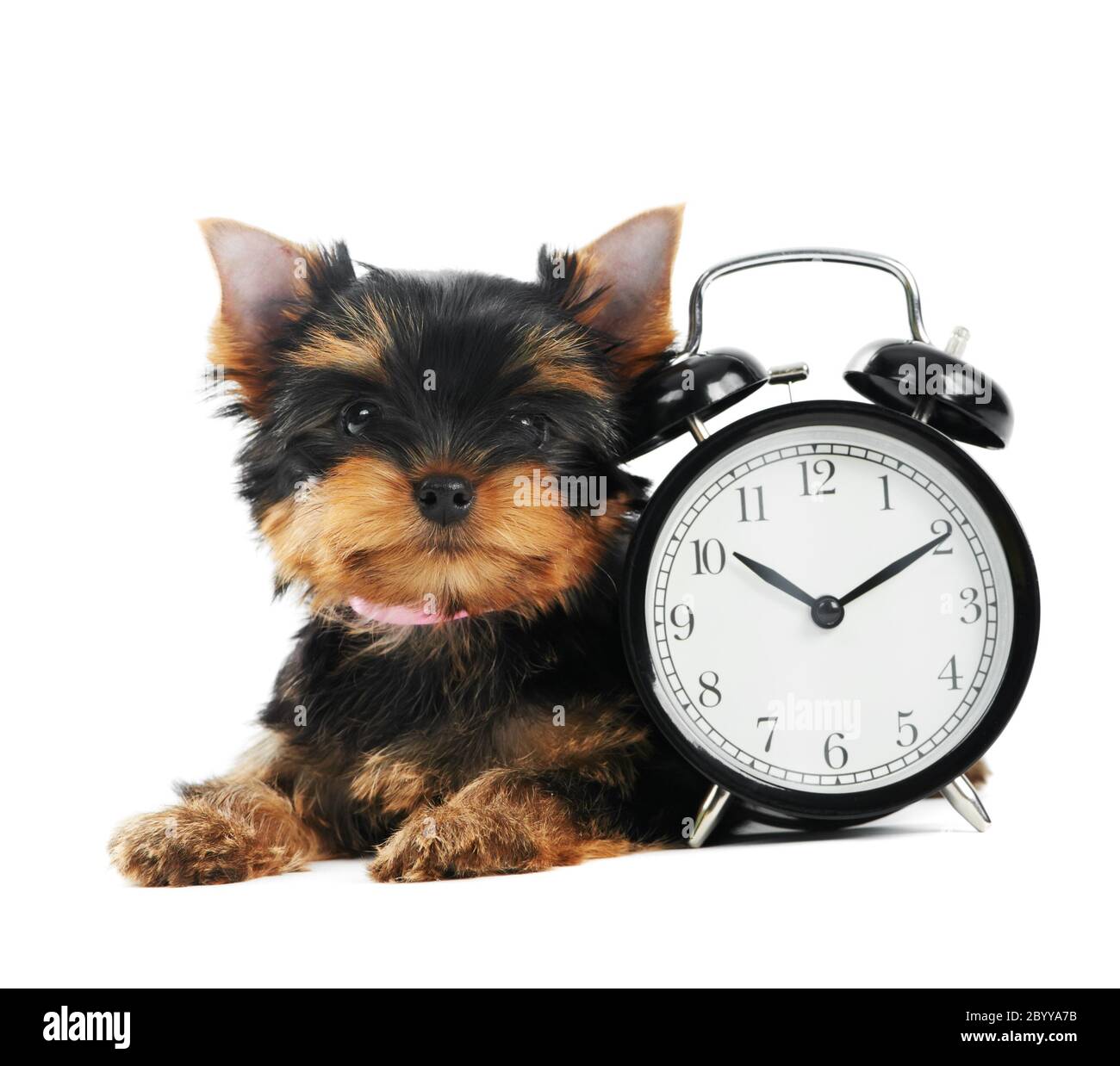 Yorkshire Terrier puppy dog with alarm clock Stock Photo - Alamy