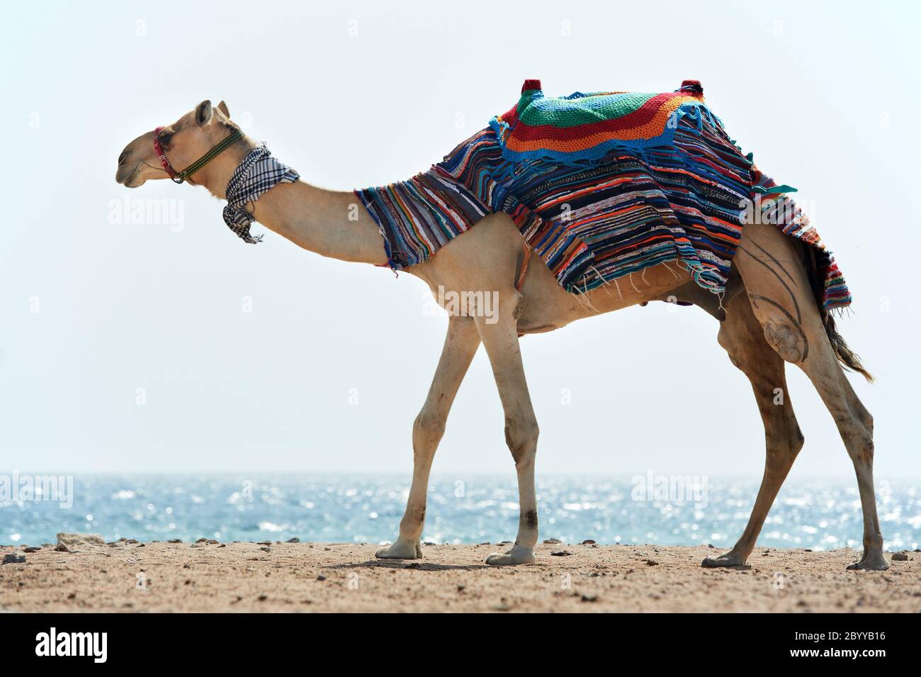 Camel at Red Sea beach Stock Photo - Alamy