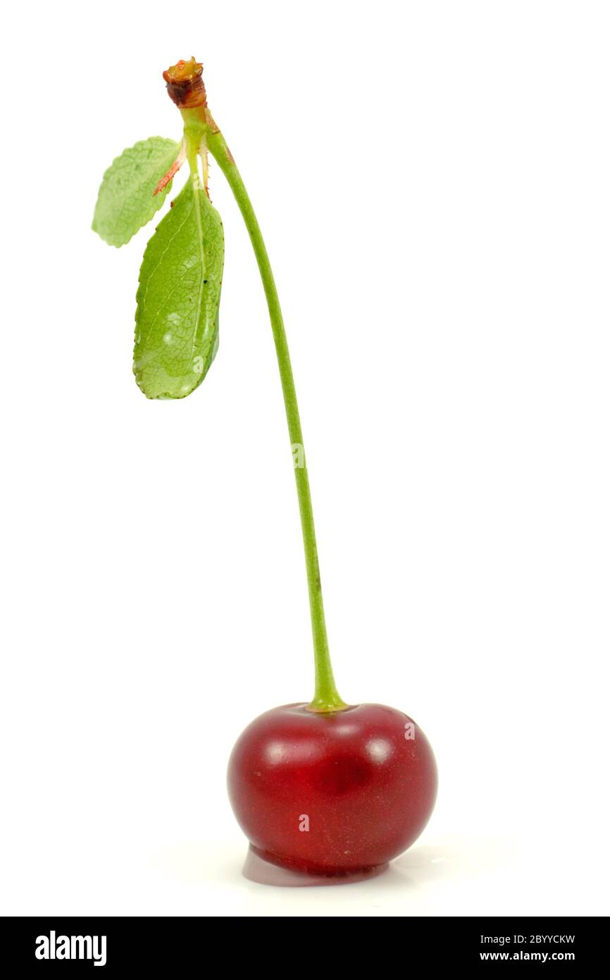 single red cherry Stock Photo - Alamy