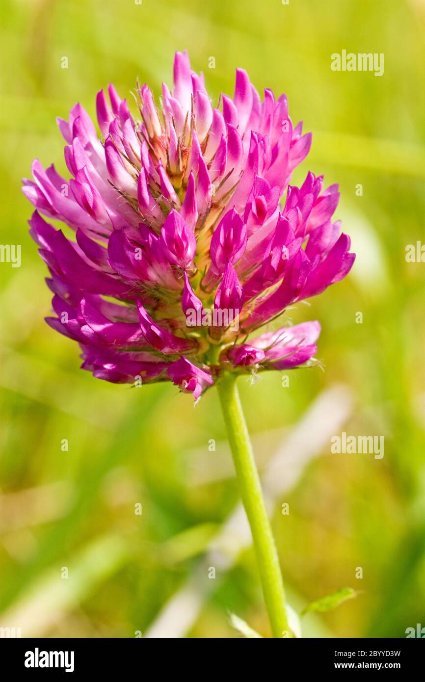 red clover head Stock Photo - Alamy