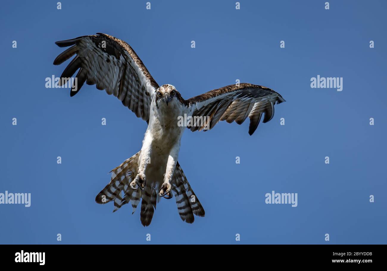 Osprey Fishing in Florida Stock Photo - Alamy