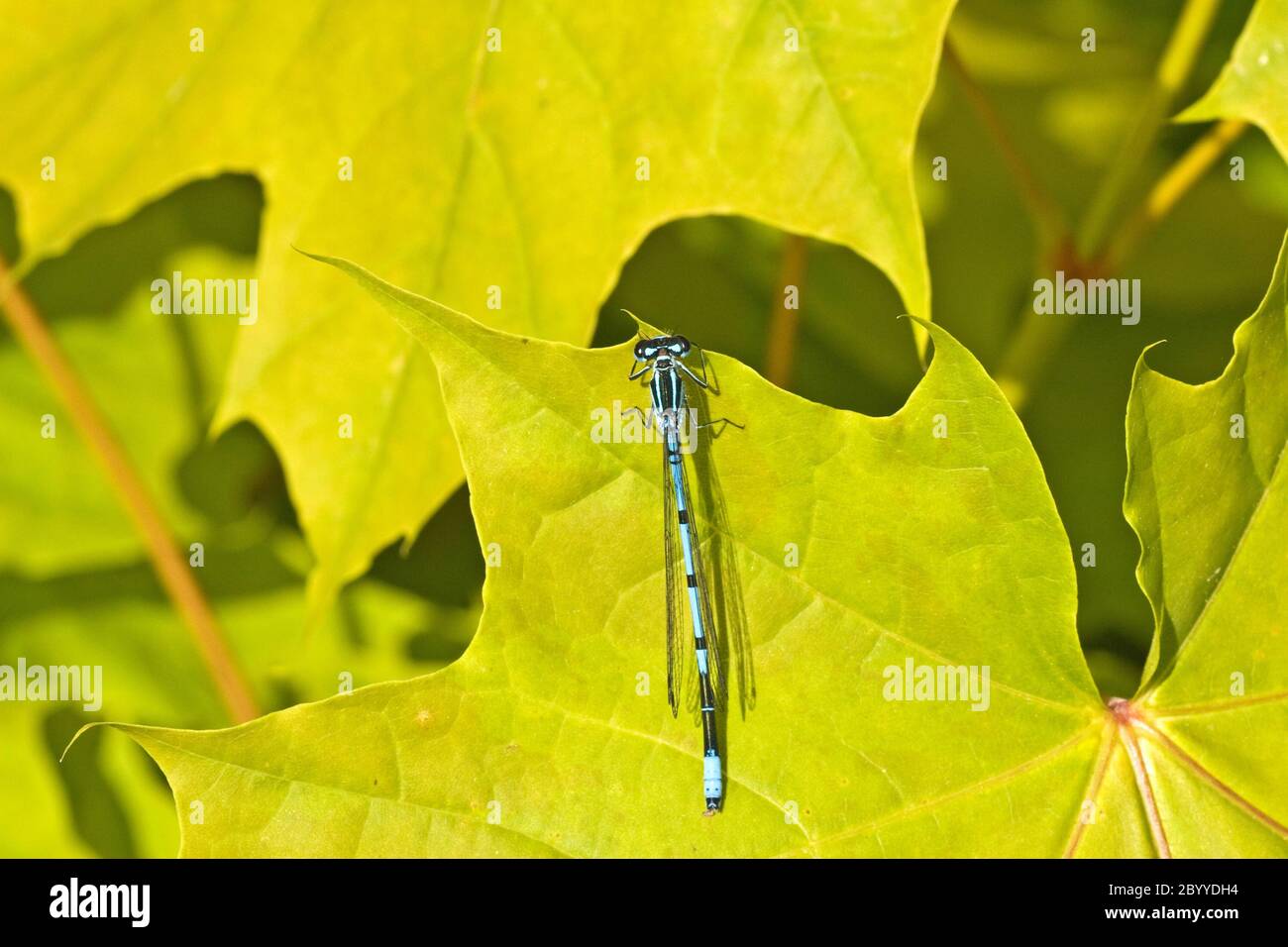 dragon fly sitting on a green maple leaf Stock Photo - Alamy