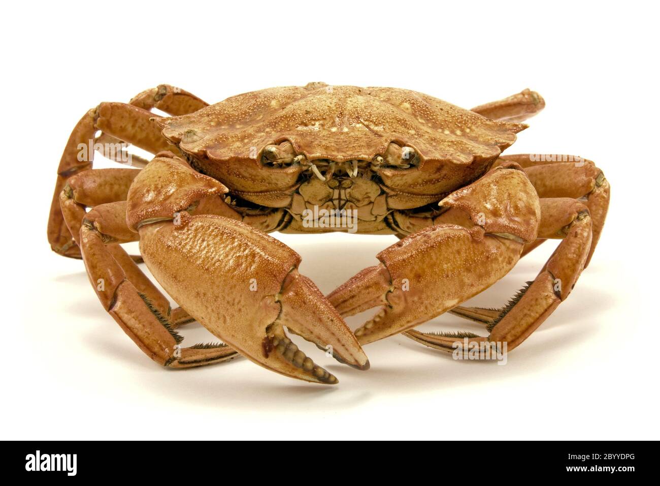 crab on white background Stock Photo - Alamy