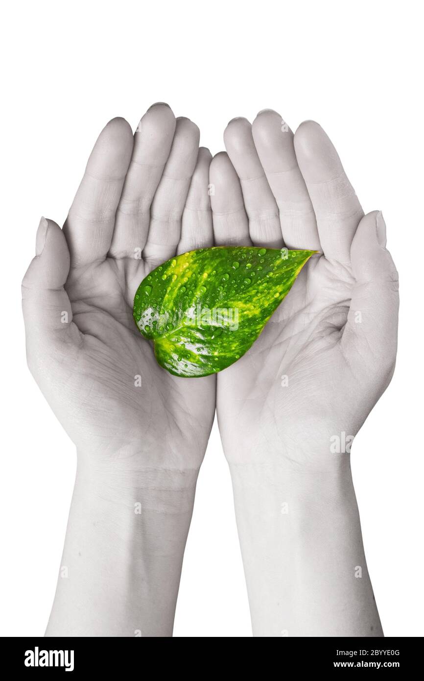 green leaf in human hands Stock Photo - Alamy