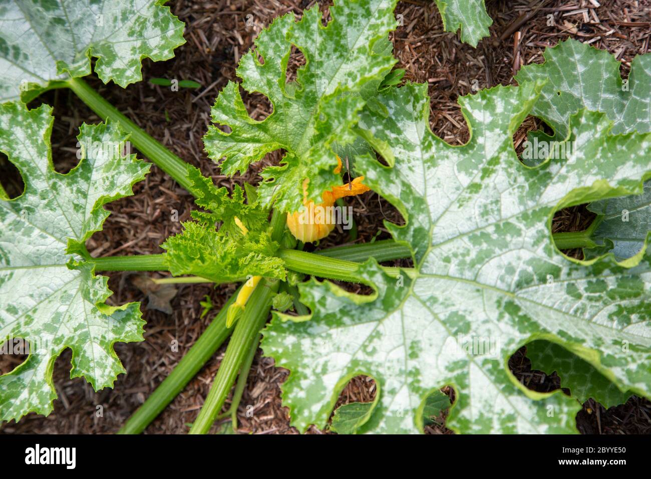 Courgette plants leaves growing on a vegetable patch in a garden. Grow ...