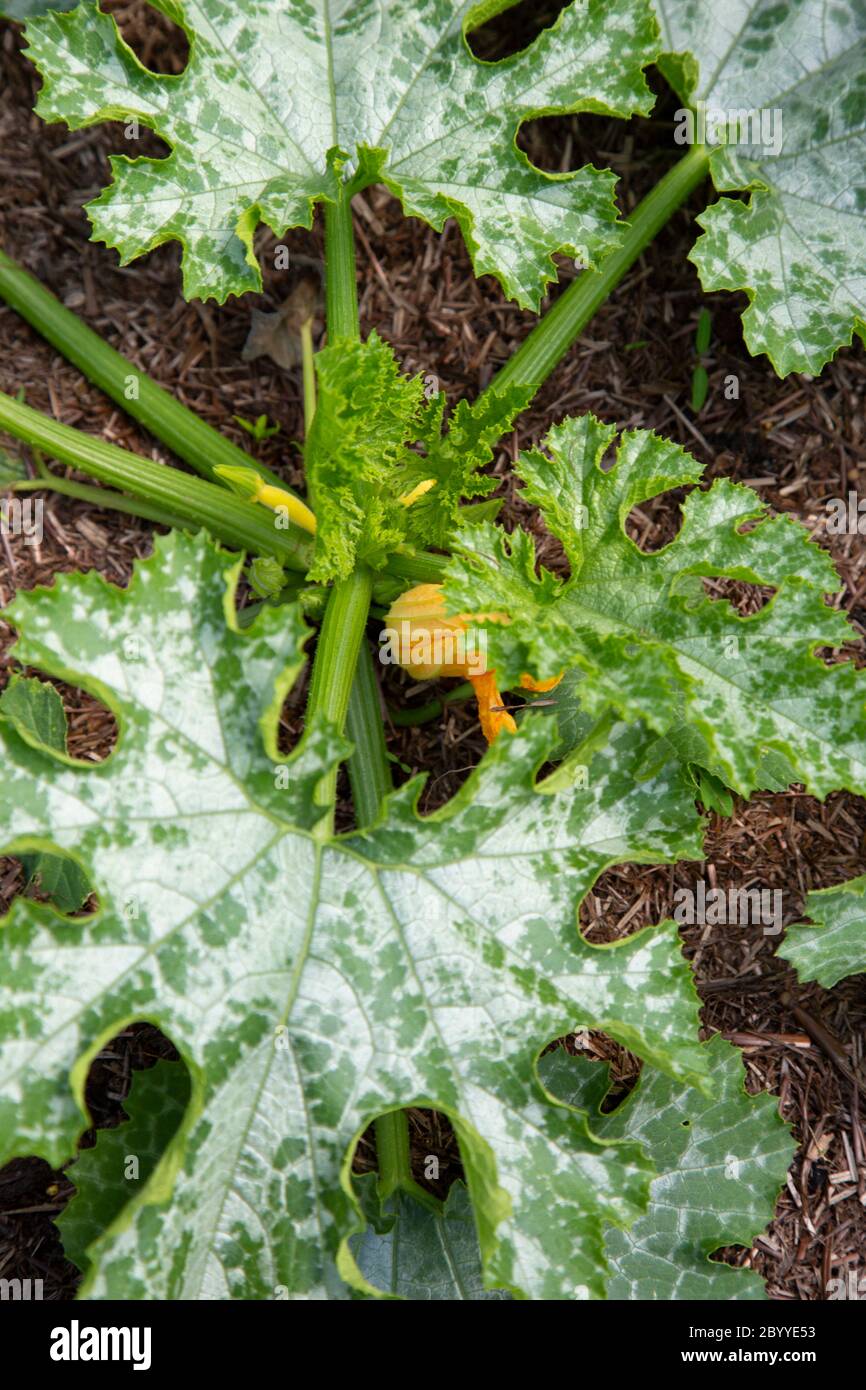 Courgette plants leaves growing on a vegetable patch in a garden. Grow ...