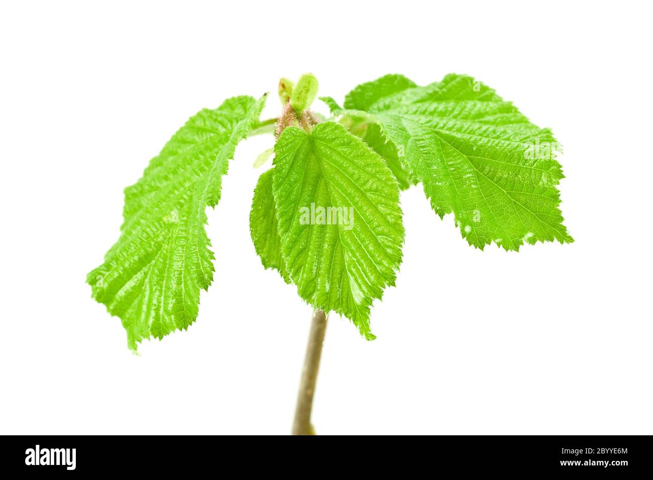 plant isolated on white background Stock Photo - Alamy