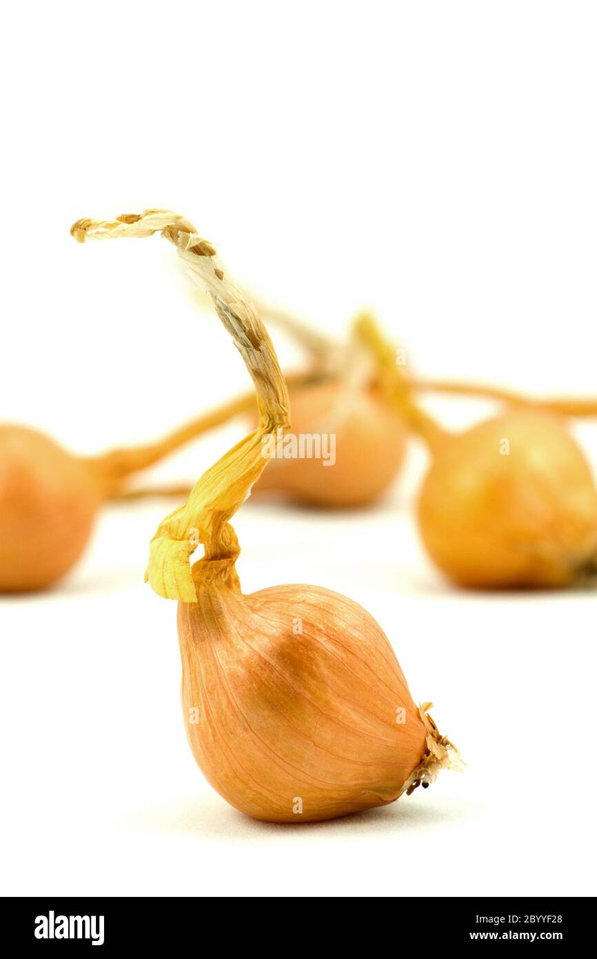 Small fresh brown onions hi-res stock photography and images - Alamy