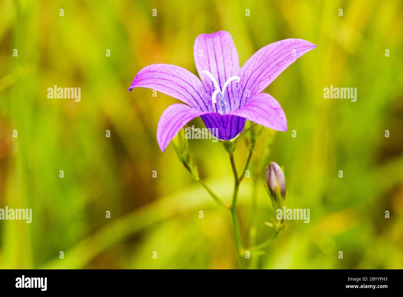 purple flower bloom Stock Photo - Alamy