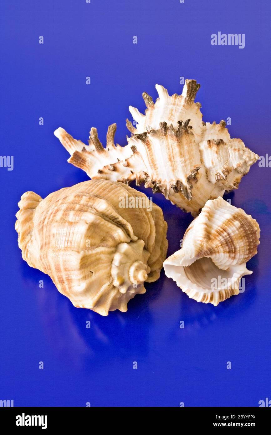 three sea shells Stock Photo - Alamy