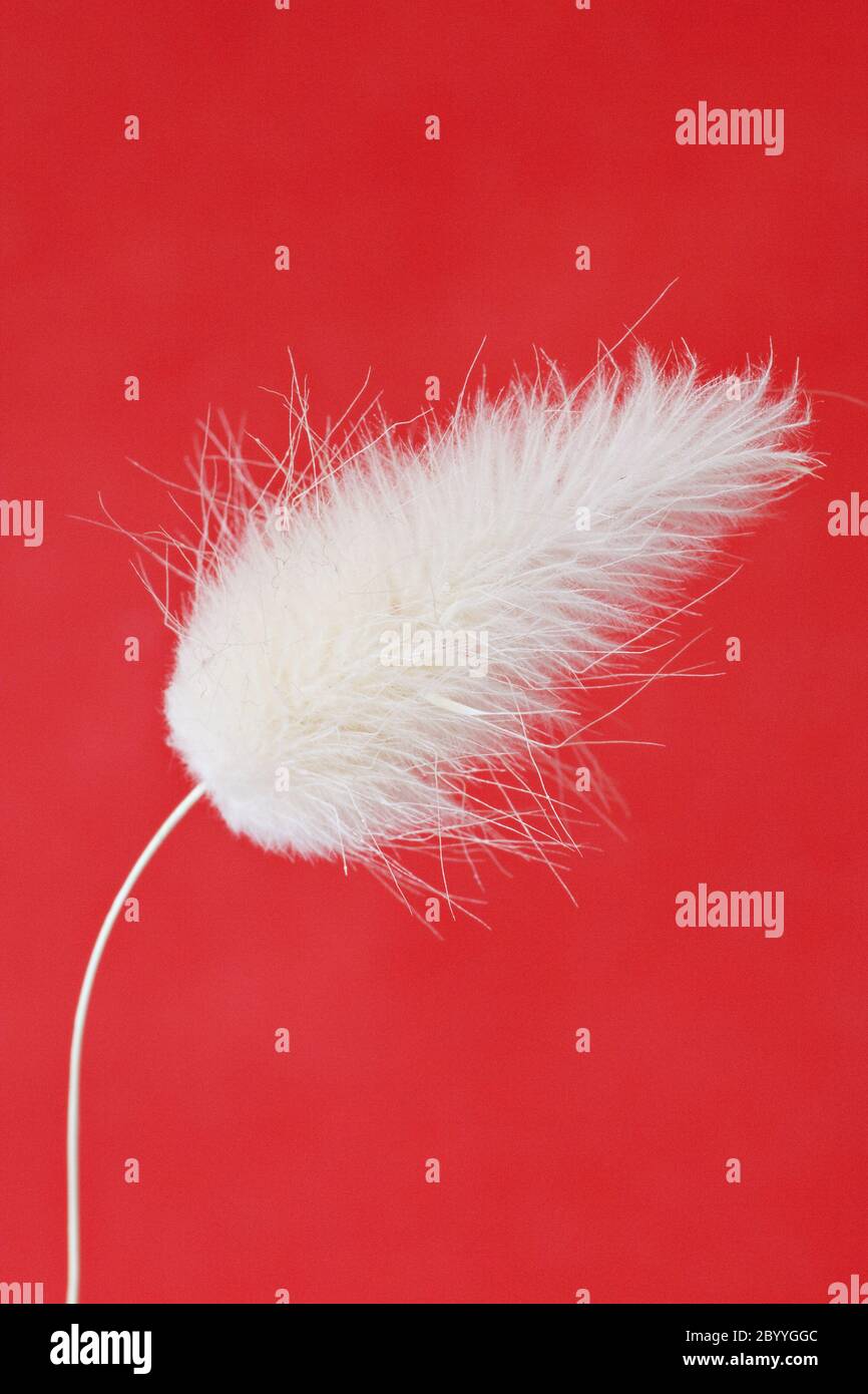 white fluffy plant Stock Photo - Alamy