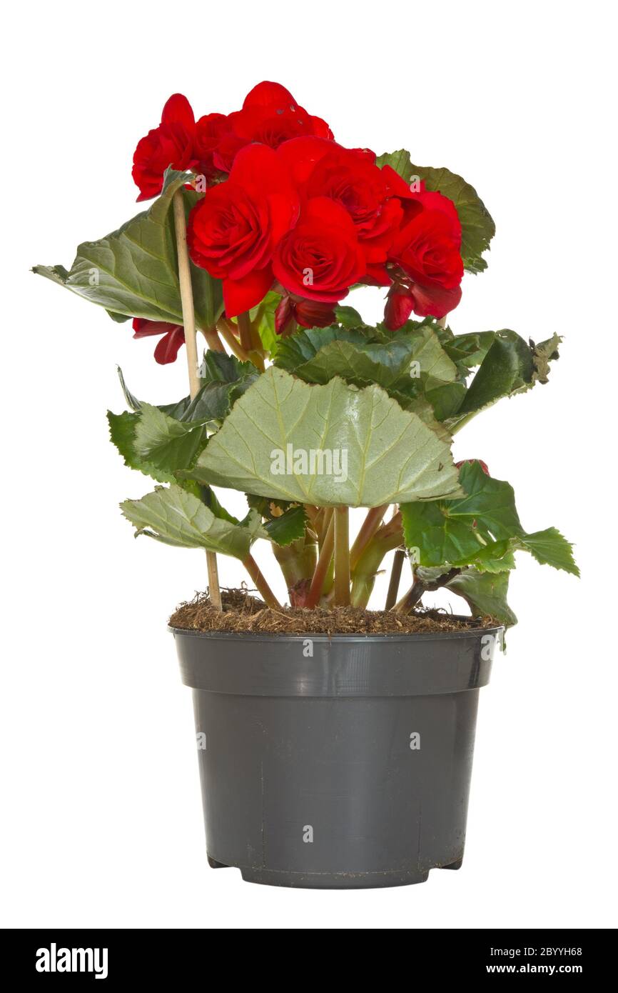 Flower begonia in botanical Cut Out Stock Images & Pictures - Alamy