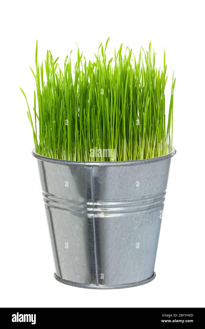 Green grass in a small metal bucket Stock Photo - Alamy