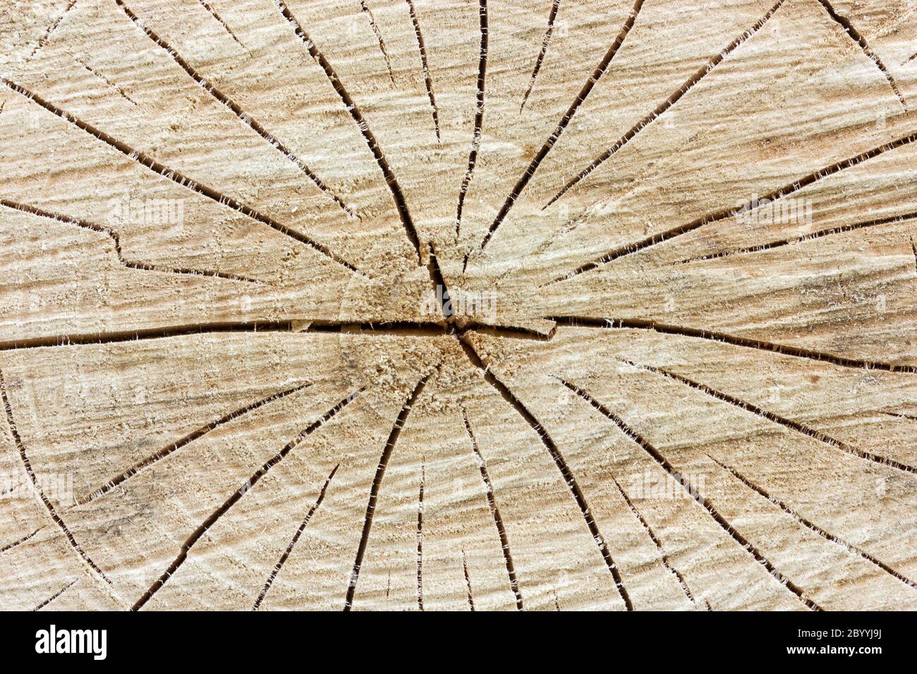 Tree stump background Stock Photo - Alamy