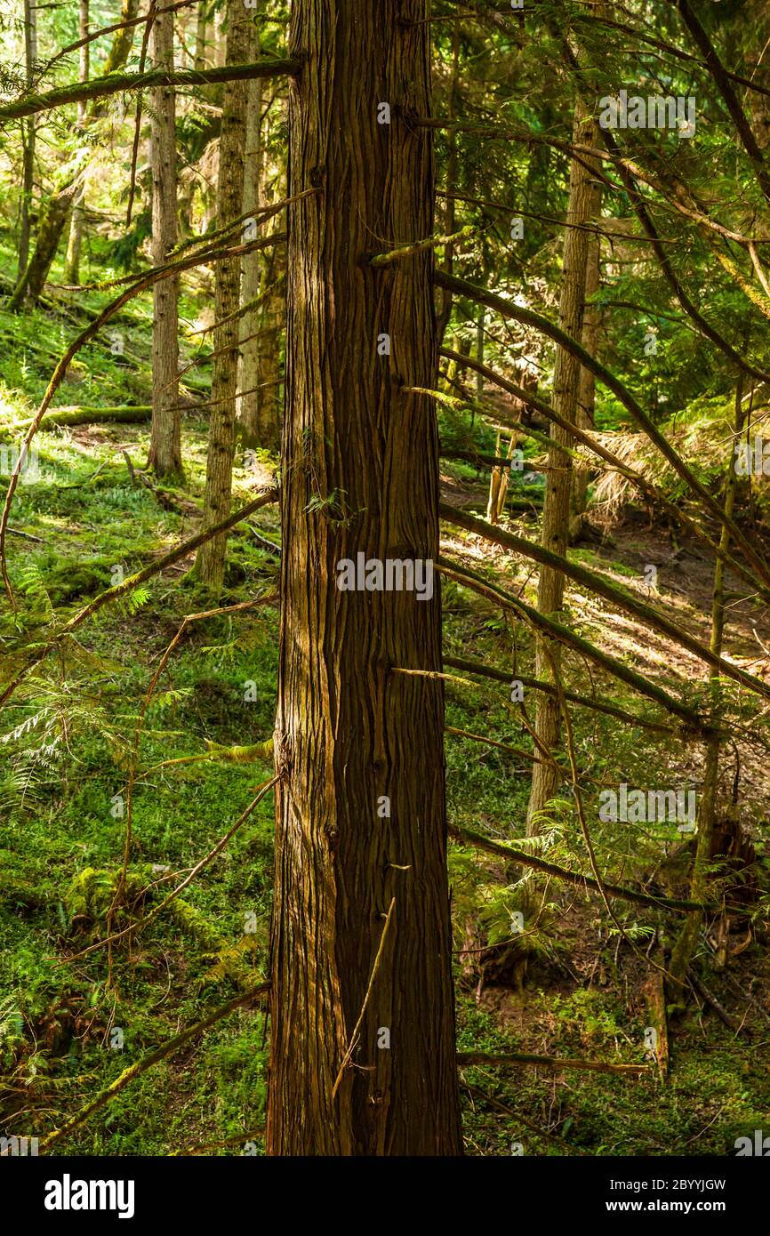 Western red cedar tree hi-res stock photography and images - Alamy