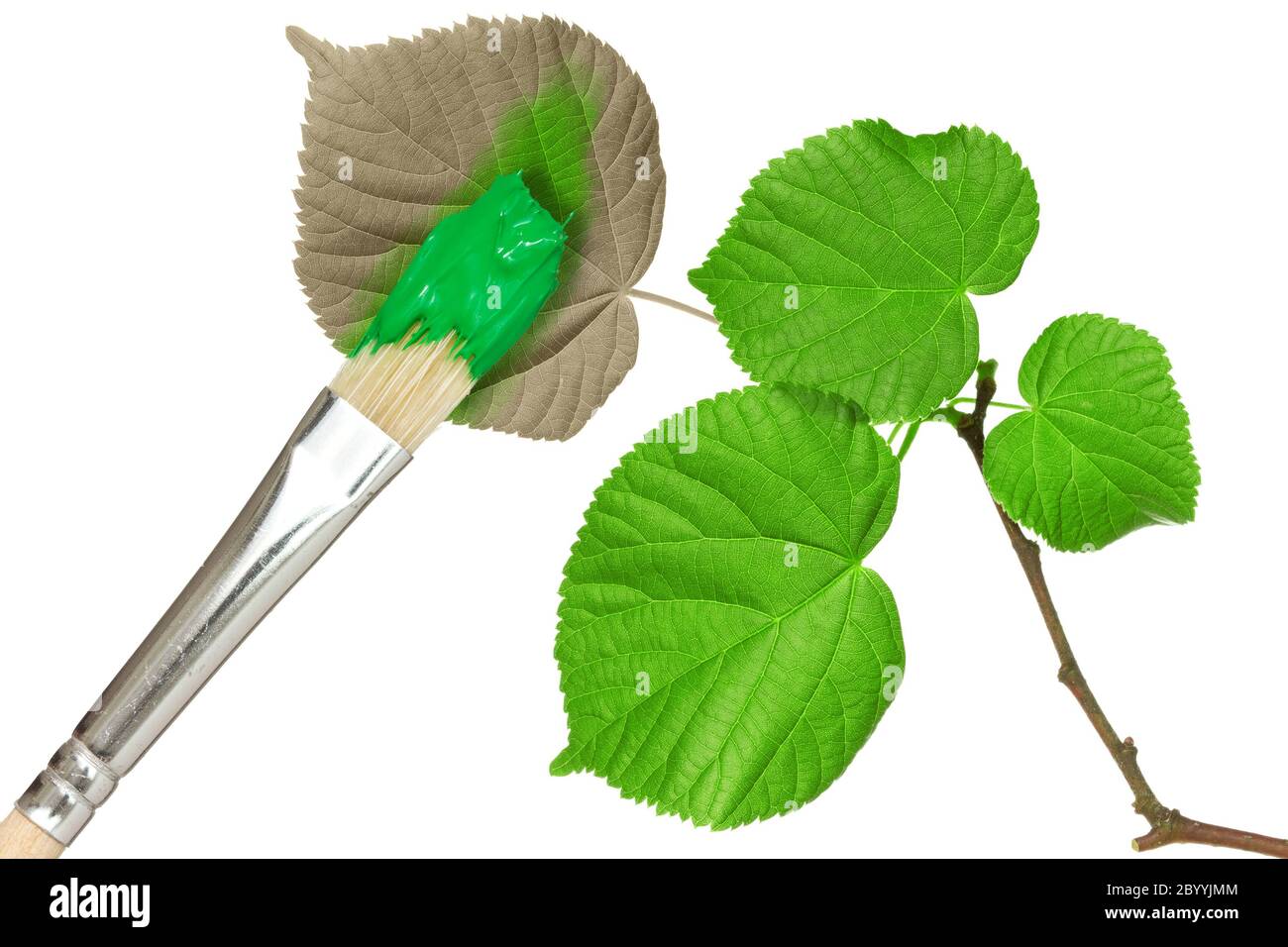 Brush painting a tree branch Stock Photo - Alamy