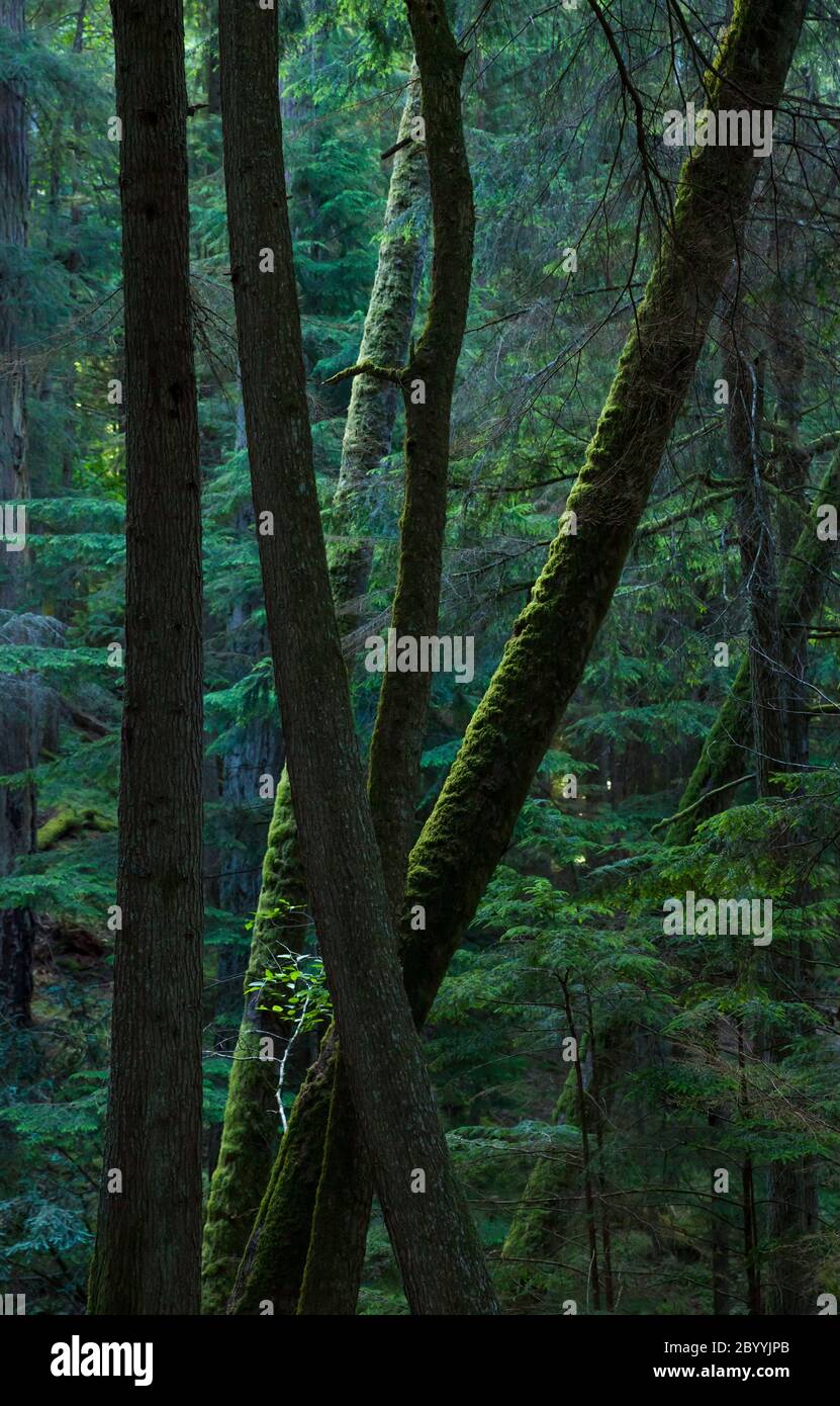Forest Details, Moran State Park, Orcas Island, Washington, USA Stock ...
