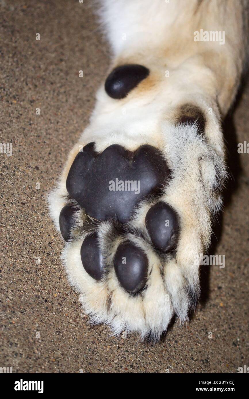 Lion pads hi-res stock photography and images - Alamy