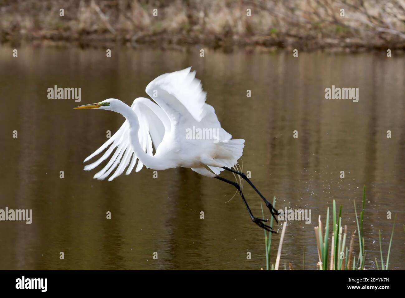 Great White Egret in Flight Stock Photo - Alamy