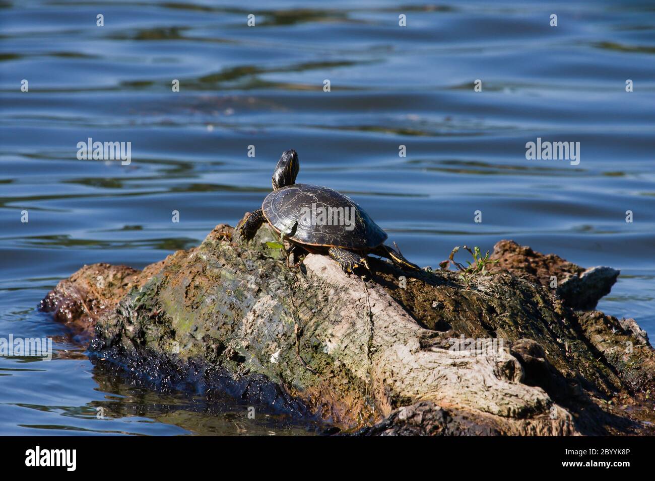 Painted Turtle on a Floating Log Stock Photo - Alamy