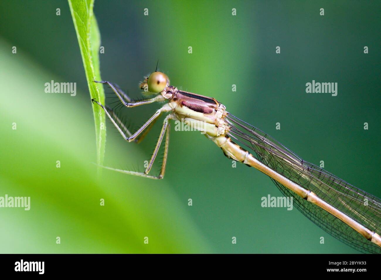 Female Common Blue Damselfly Stock Photo - Alamy