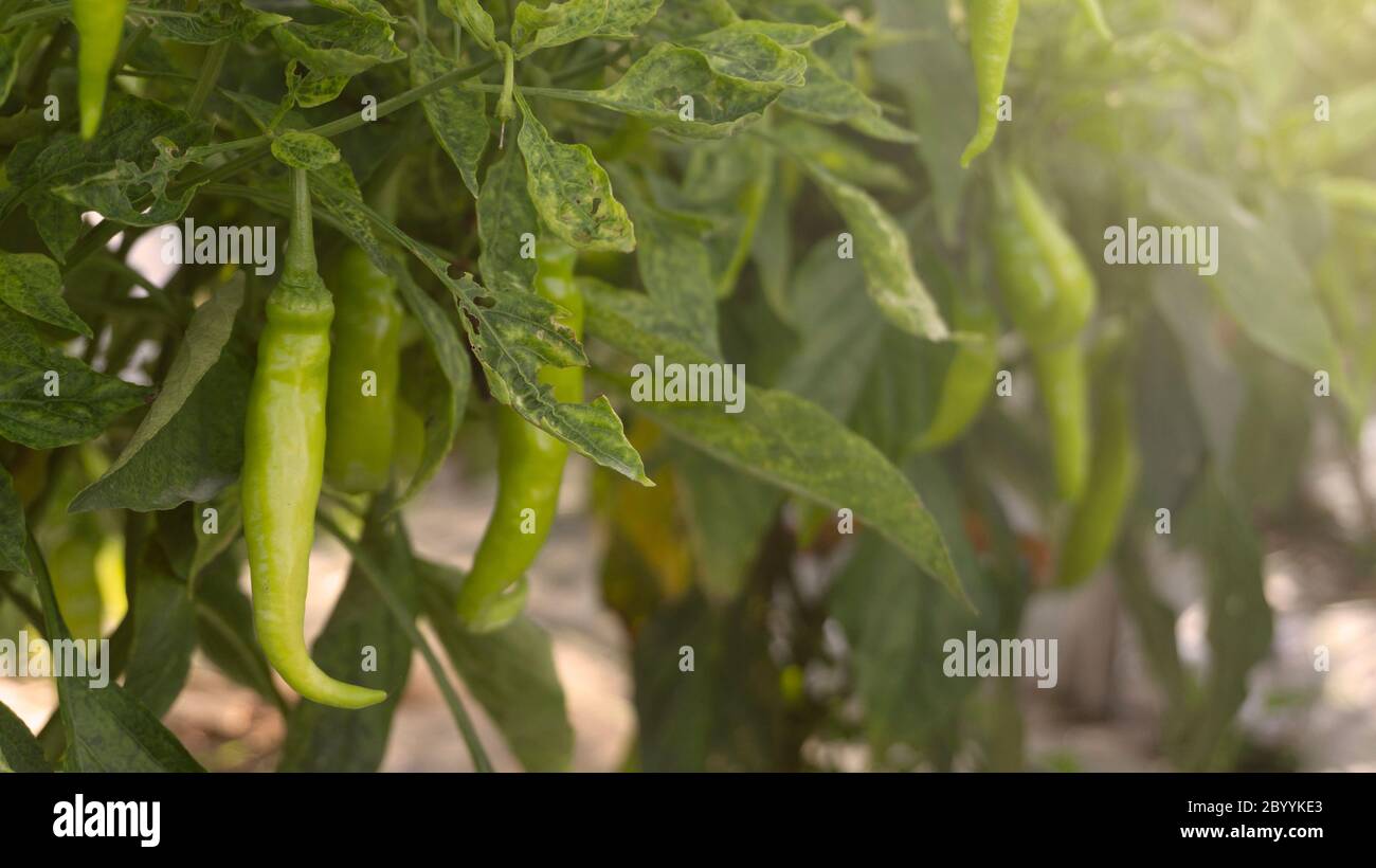 Chili cultivation, one of agriculture with good business value. Looks ...