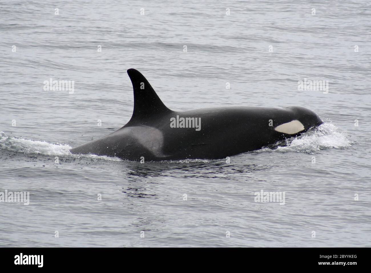 Killer whale swimming hi-res stock photography and images - Alamy