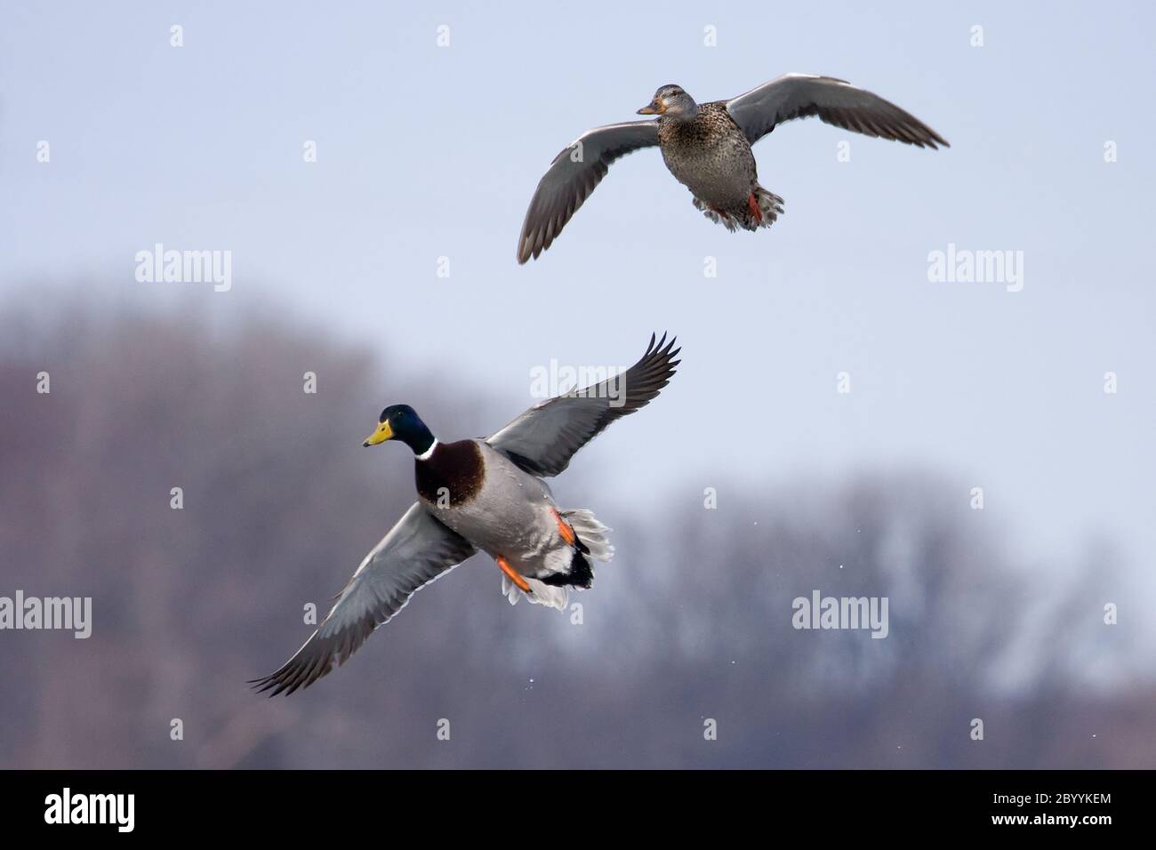 Mallards in flight Stock Photo - Alamy