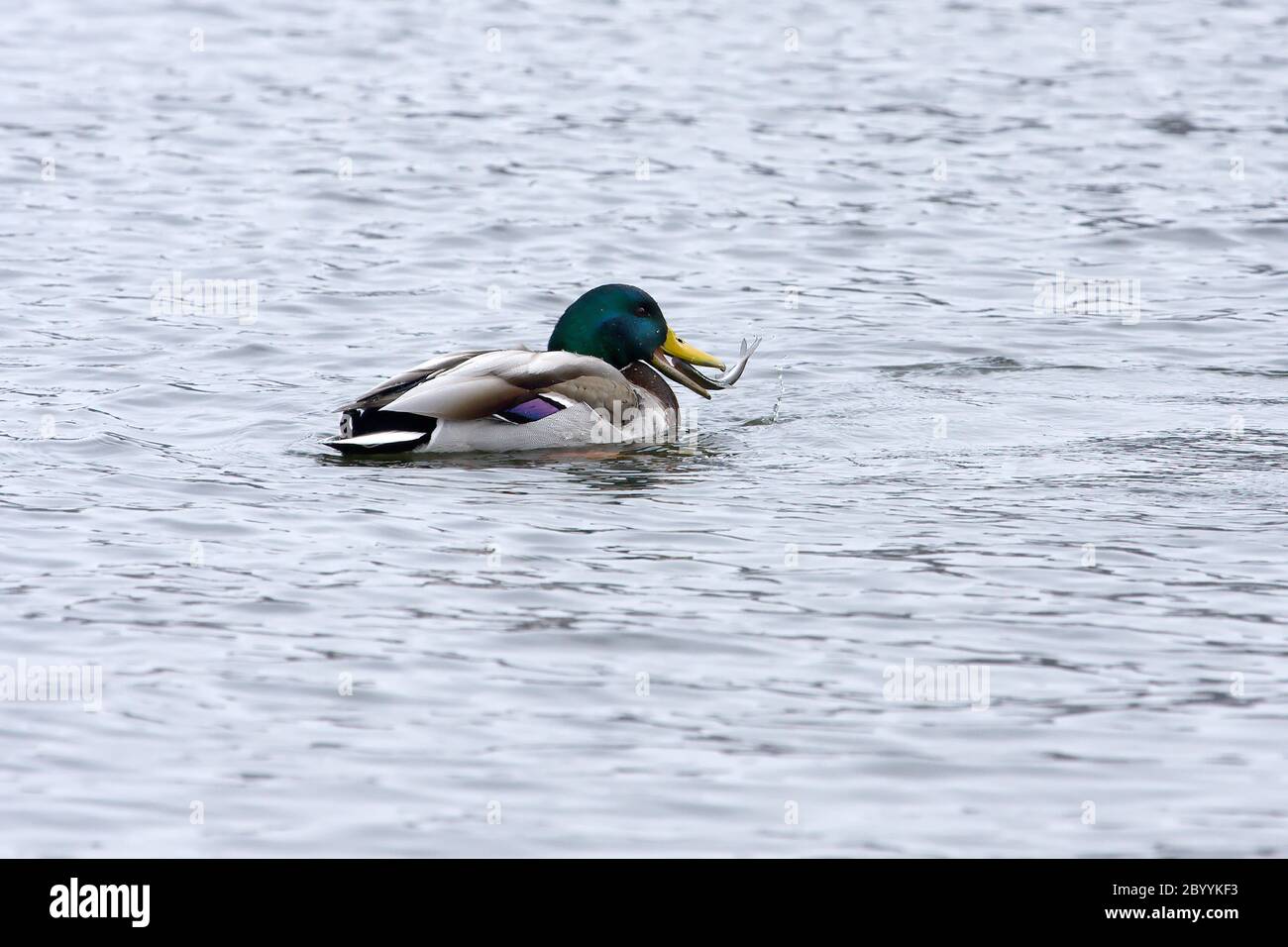 Mallard eating a Fish Stock Photo - Alamy